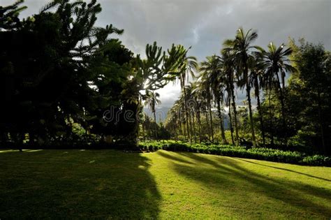 Plains Full Of Trees Stock Photo Image Of Natural Landscape 284503254