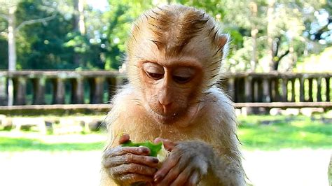 Please Tell Me Who Is This M Onkeys Name Youtube