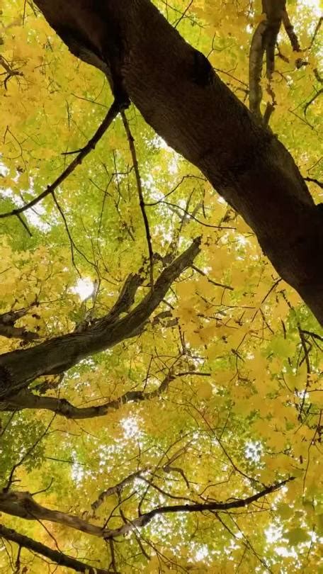 Post 662792555191271424 Metal Tumbex