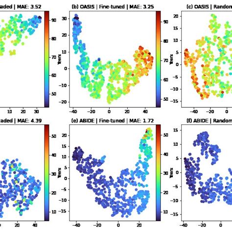 3 T Sne Plot Of Sfcn Features After Domain Shift From Ukb To Various Download Scientific