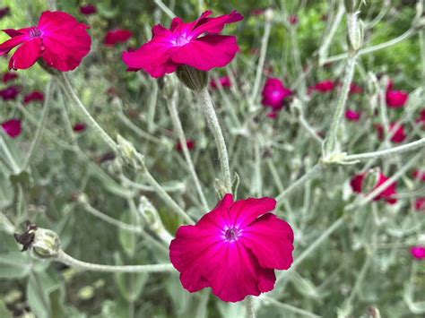 カズ花散歩PREMIUM 花探偵団No 645 スイセンノウ