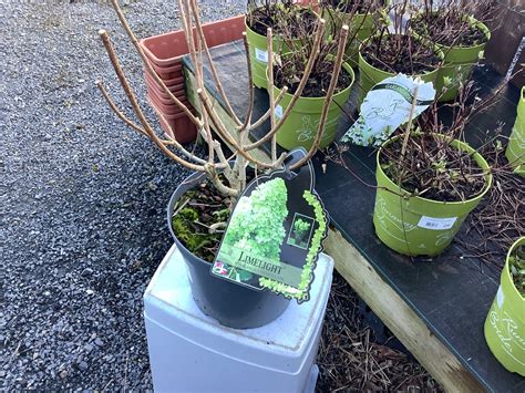 Hydrangea Limelight Woodcroft Landscapes