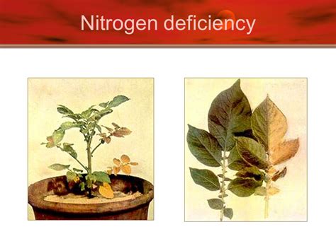Soil Nutrients And Fertilizers Ppt Video Online Download