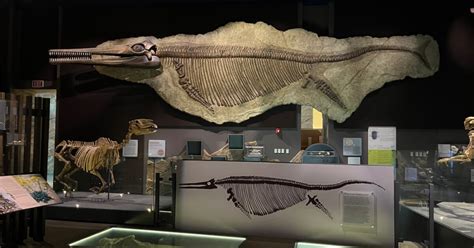 Ichthyosaur Fossils Unveiled In Nevadas Great Basin Desert