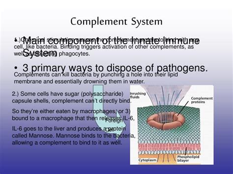 PPT The Human Immune System Basics And Then Some PowerPoint Presentation ID 1200342
