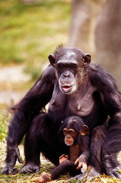 Premium Photo Chimpanzee Pan Troglodytes Mother With Cub
