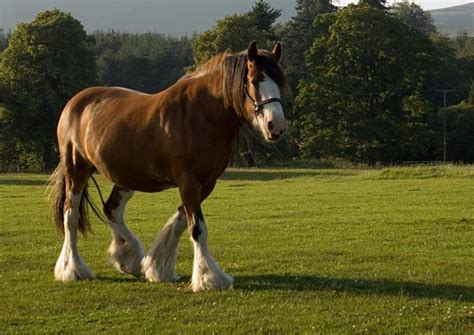 Clydesdale Alt Du Skal Vide Fakta Pleje And Træning
