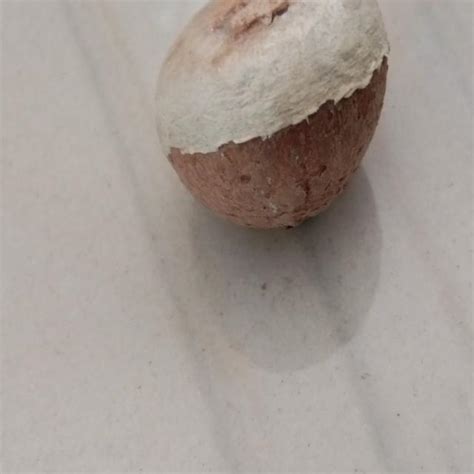 Arecanut Object Detection Dataset By Pes University