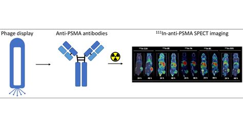 Tumor Targeting Ability Of Novel Anti Prostate Specific Membrane Antigen Antibodies Acs Omega