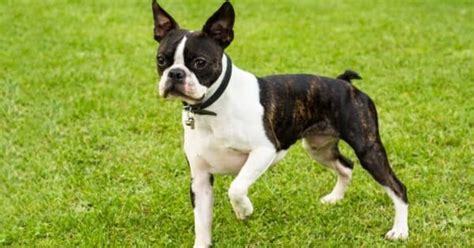 Pups With Perfectly Pointy Ears 18 Common Dog Breeds A Z Animals