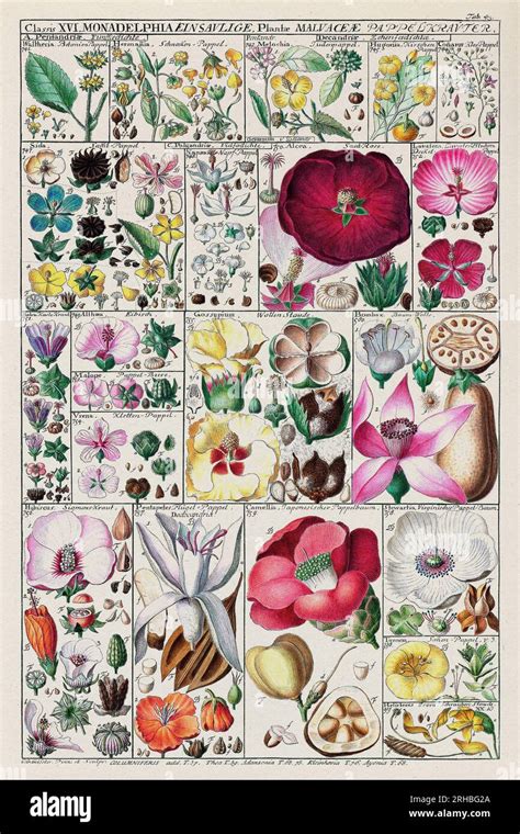 Vintage Botanical Illustration 18th Century Botanical Chart Linnaean Plant Classification In A