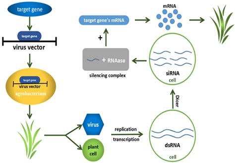 Advances In The Application Of Virus Induced Gene Silencing In Plants