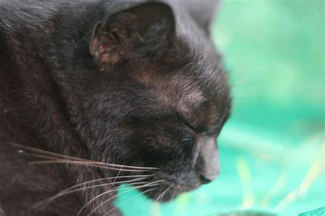 讓我好好想想 致 人類最好的朋友 為「牠」拍出真摯情感 Digiphoto