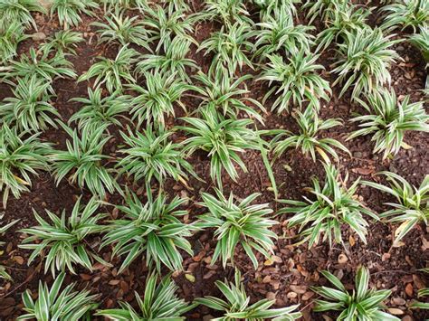 Lili Paris Stock Image Image Of Leaf Background Garden 317728531