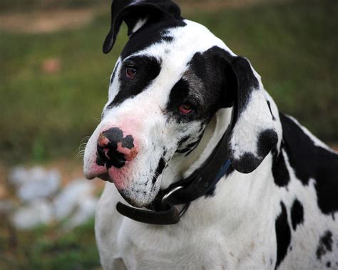 Harlequin Great Dane