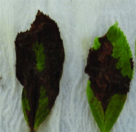 Hydrangea Blight