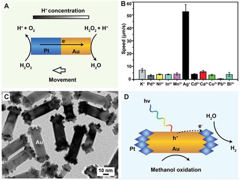 A Schematic Showing A Catalytic Motor Based On A Pt Au Janus Nanorod