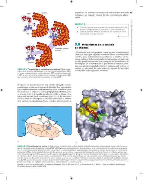Complejo Enzima Sustrato Marcado Las Enzimas En Los Alimentos Para