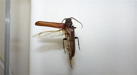 b3 plant insect interactions — research training group confobi rtg 2123