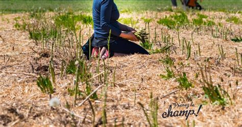 Prenez Le Champ à La Ferme Cormier X Vincent Lévesque Lepage Du Knuckles Julie Aubé