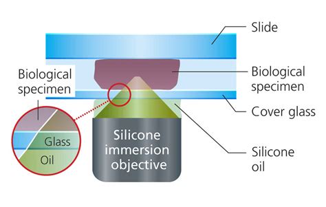 Comparison Of Immersion Objective Types Optics Microscope Products Nikon Instruments Inc