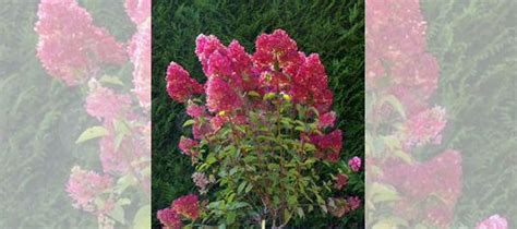 Гортензии саженцы купить в Твери | Товары для дома и дачи | Авито