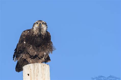 Young Bald Eagle Looking Fierce Mia Mcphersons On The Wing Photography