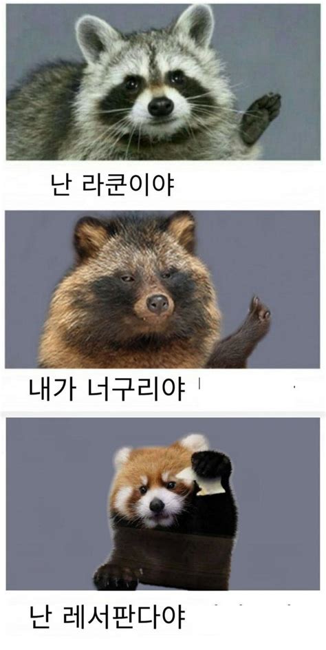 라쿤 너구리 레서판다 Mlbpark