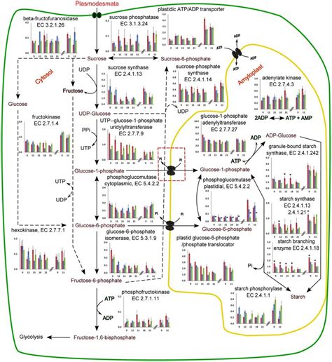 Potato Tuber Gene Expression In Starch Metabolism Throughout Tuber Download Scientific Diagram
