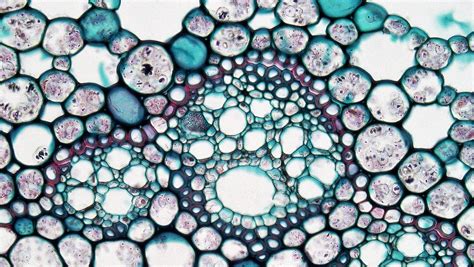 The Microanatomy Of Angiosperm Stems Berkshire Community College