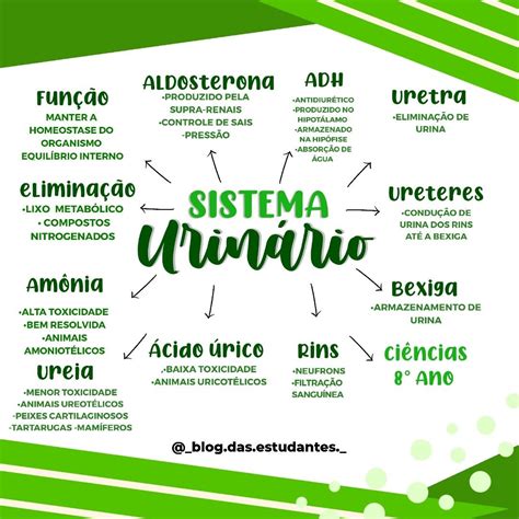 Mapa Mental Sistema Urinario Sistema Urinario Mapa Mental Tecnico Images Porn Sex Picture