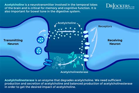 Acetylcholine Neurotransmitter Function