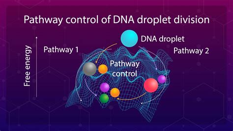 Achieving Precise Timing For Dna Droplet Division A Step Towards