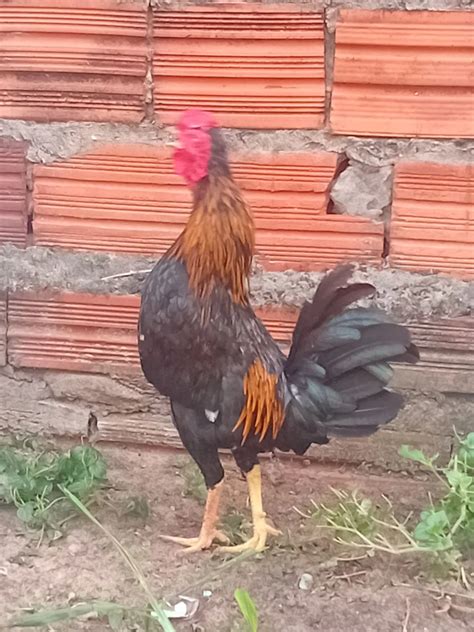 Galinha Galize No Brasil