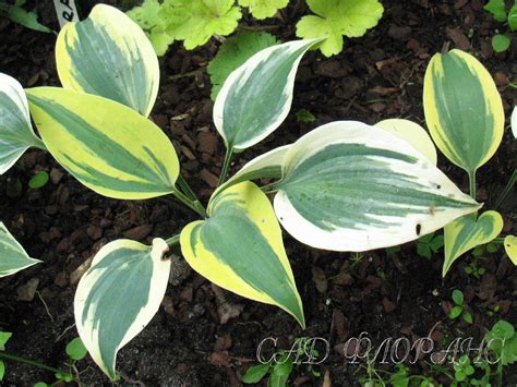 Сад Флоранс - Хосты - (Hosta)