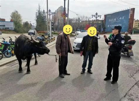 干部作风能力提升年南郑公安水牛街头散步民警送它回家 澎湃号政务 澎湃新闻 The Paper