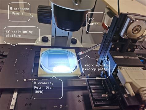 The Developed Prototype Of The Automatic High Throughput Microinjection
