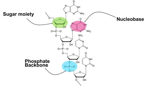 New Mass Spectrometry Ms Characterization For An Accurate Identification Of Oligonucleotide