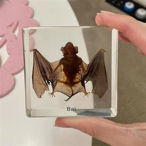 Taxidermy Small Unique Java Bat Special Oddity Is Depop
