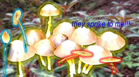 They Are Friendly 🍄 R Weirdcore