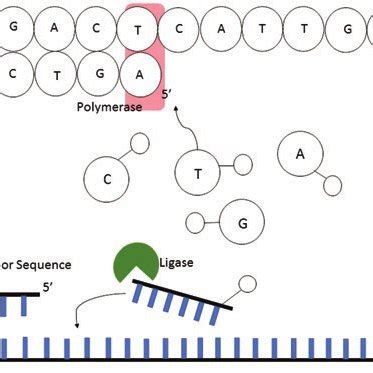 PDF Next Generation Sequencing NGS Platforms An Exciting Era Of Genome Sequence Analysis