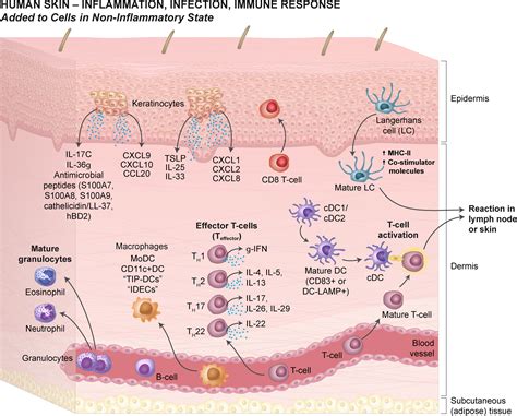 The Skin As An Immune Organ Tolerance Versus Effector Responses And