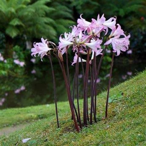 Belladonna Major Naked Ladies Order Online Today Bulbs Direct Nz