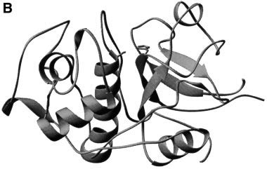 A Structure Based Amino Acid Sequence Alignment Of Mature Parts Of