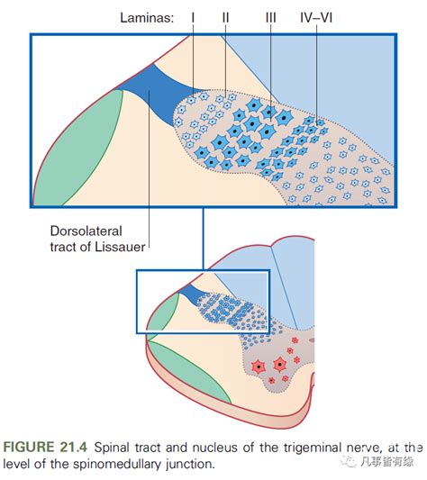【学习笔记】三叉神经及三叉神经核 脑医汇