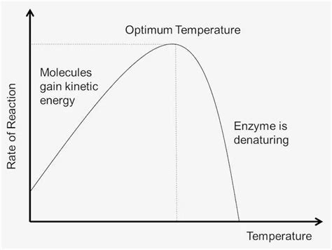 Factors That Affects Enzyme Activity Biology Notes Online
