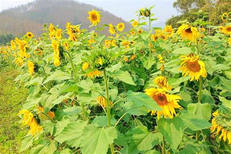 မိုင်းယောင်းမြို့၌ ဆီထွက်သီးနှံနေကြာစိုက်ခင်းများ အောင်မြင်ဖြစ်ထွန်း Myanmarnationalpost