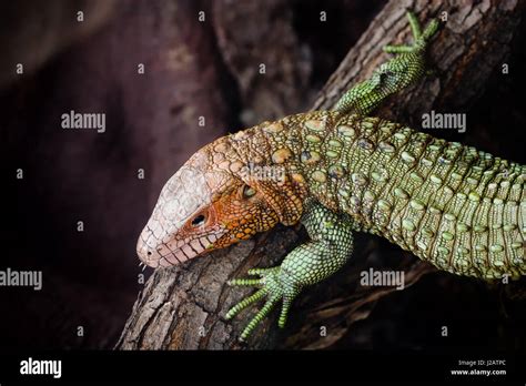 Close Up Photo Of A Northern Caiman Lizard Dracaena Guianensis Stock