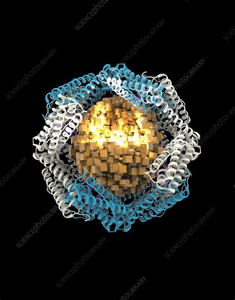 Ferritin Structure Illustration Stock Image C051 0883 Science Photo Library