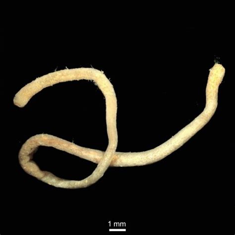 Kongsfjorden Mollusca Species Gallery